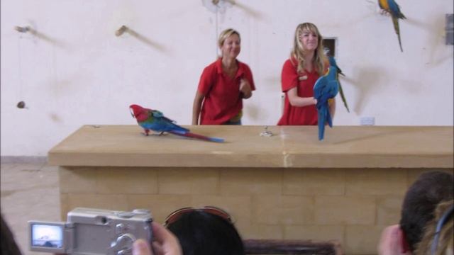 ШОУ ПОПУГАЕВ!!! ч-2 КТО СКАЗАЛ ,ЧТО ПОПКА ДУРАК.