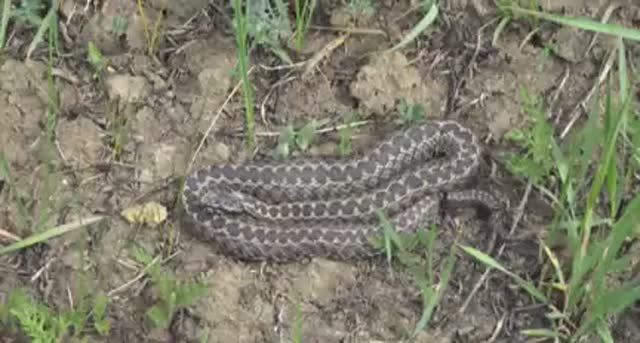 Гадюка степная 4 штуки vipera ursini