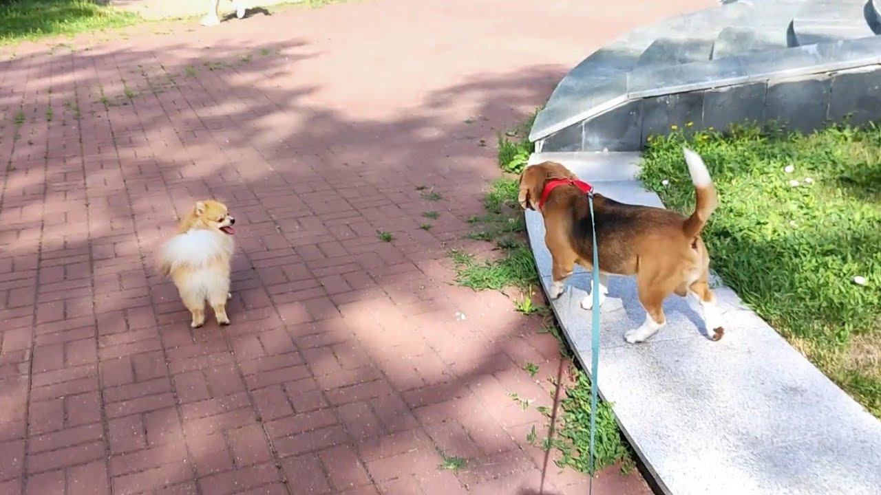 Булю назвали собачоночком :)  А кто же тогда Фокс? | Как я рулю двумя собаками