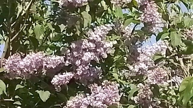 Сирень в цвету