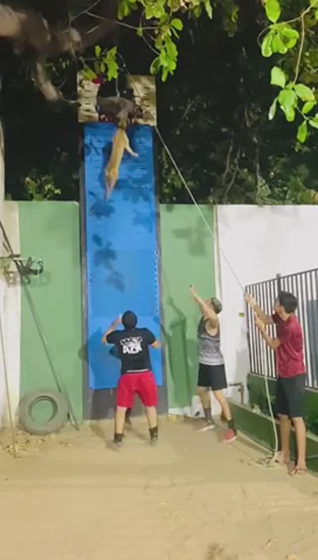 Собака фигачит по стене во дворе