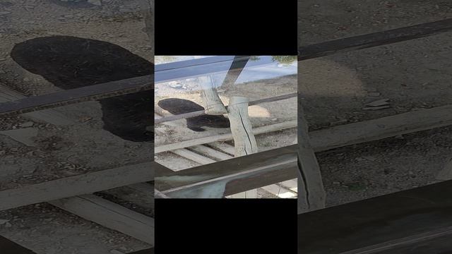 Мишка под ногами