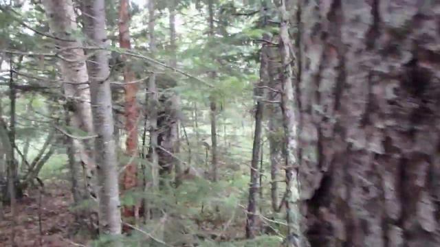 Ориентирование в прибрежной тайге Татарского пролива. Часть 2