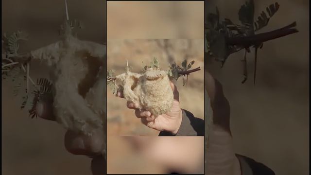 Змеи не могут найти ее в гнезде. Маятниковая синица