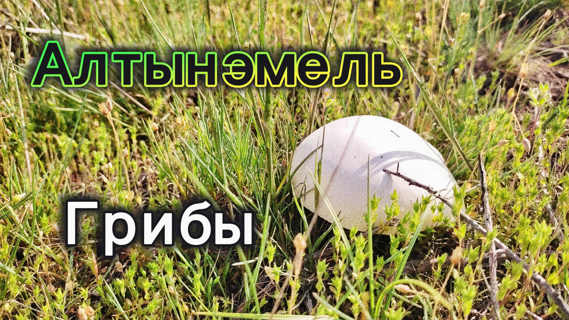 Хребет Алтынэмель | Грибы и другие радости | 17 апреля 2024