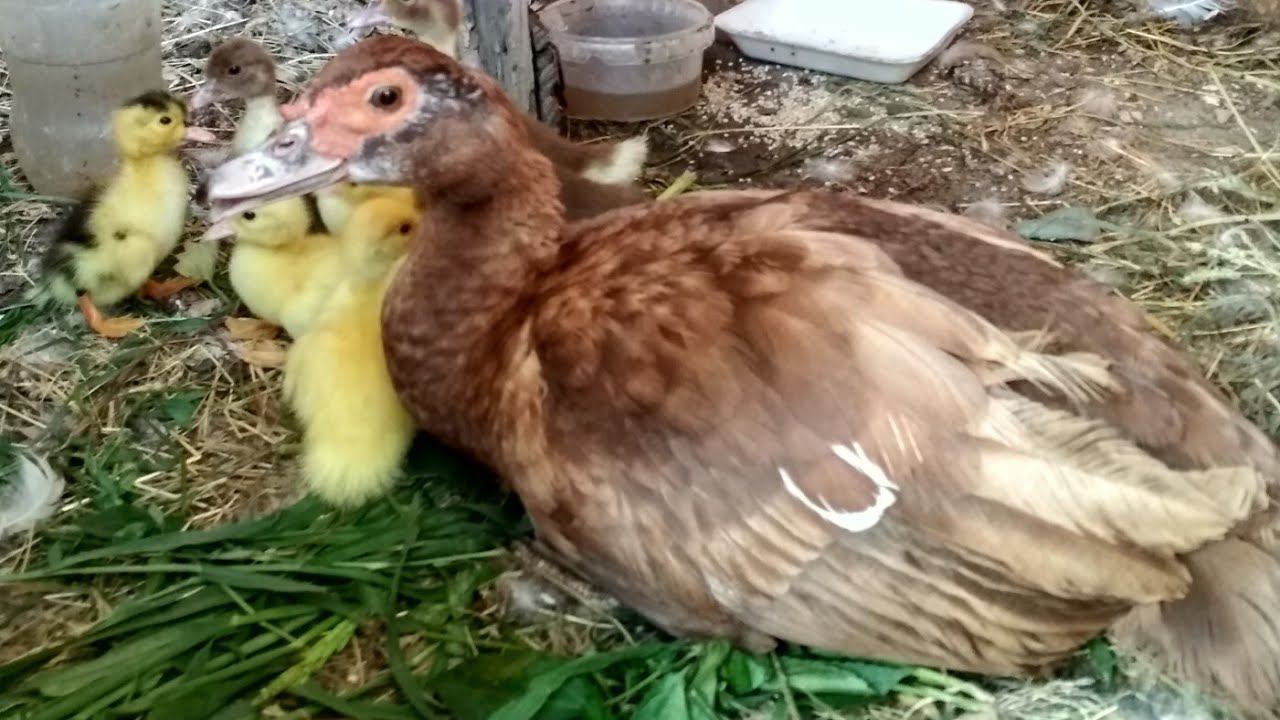 Как подложить утят под утку//Утка вывела утят.