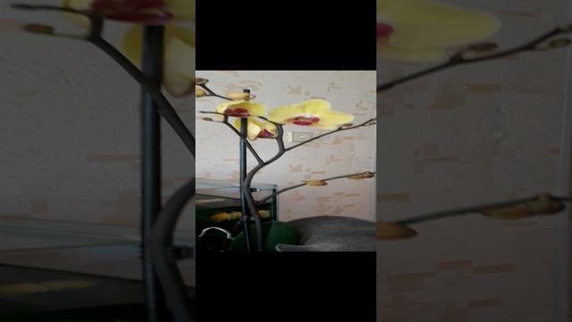 моему котику очень понравилась новая орхидея ?