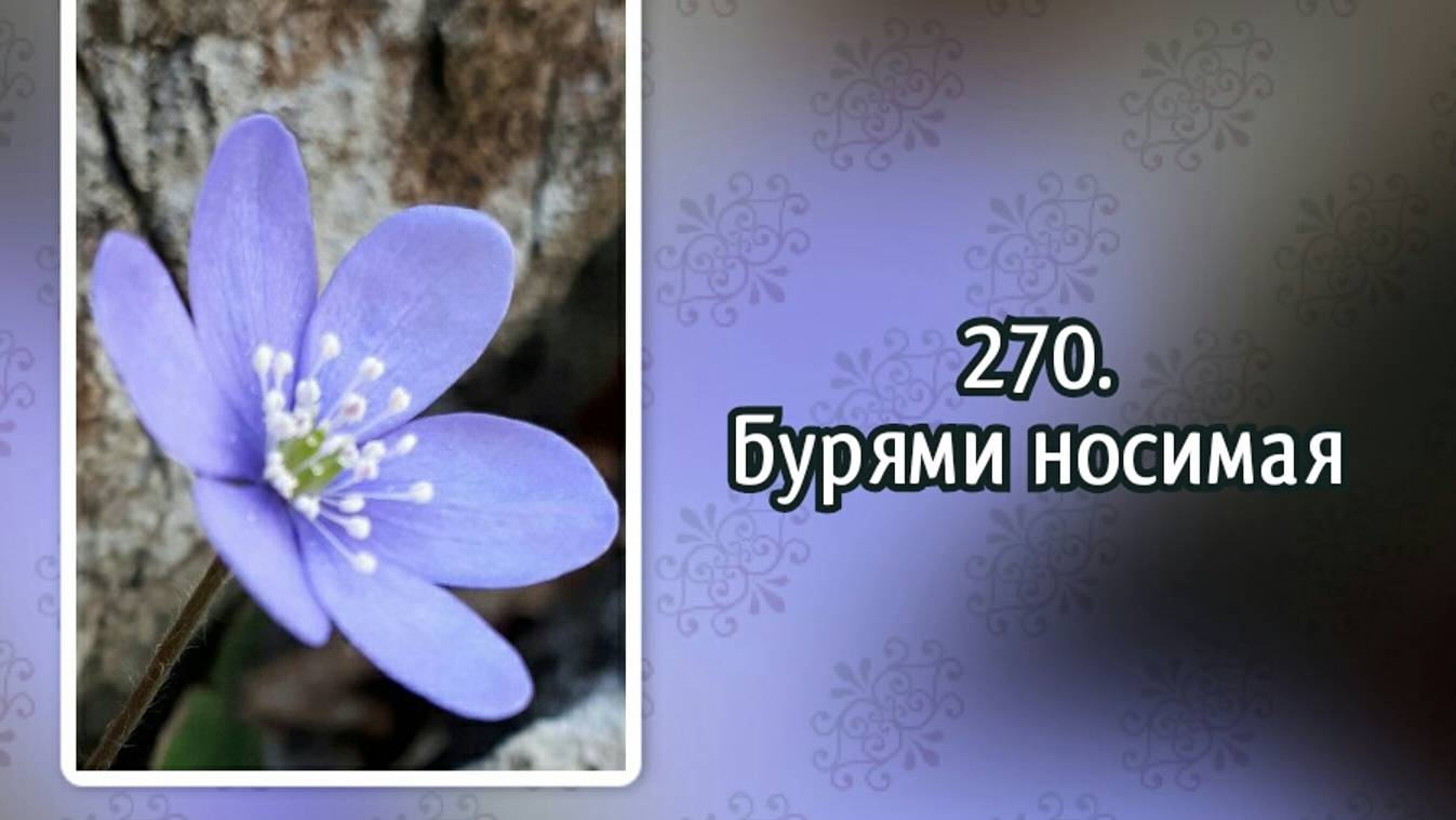 Гимны надежды 270 Бурями носимая (-)