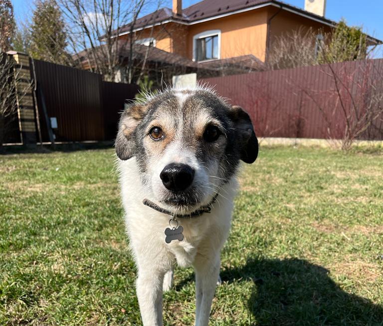 Степа-Степушка-Степочка - любимец всех волонтеров