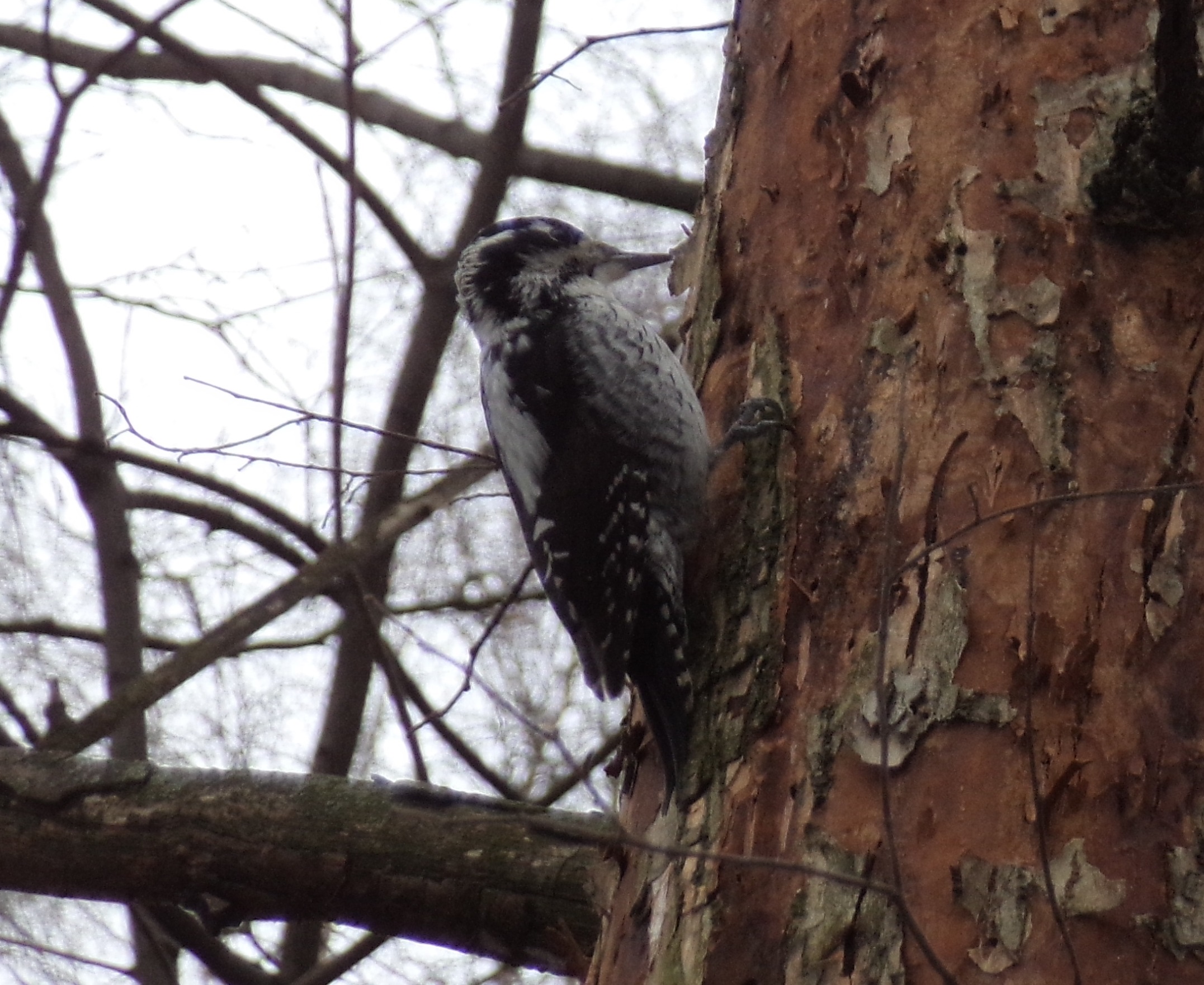 Трёхпалый дятел стучит по дереву