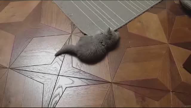 Наш выпускник котенок Дерек