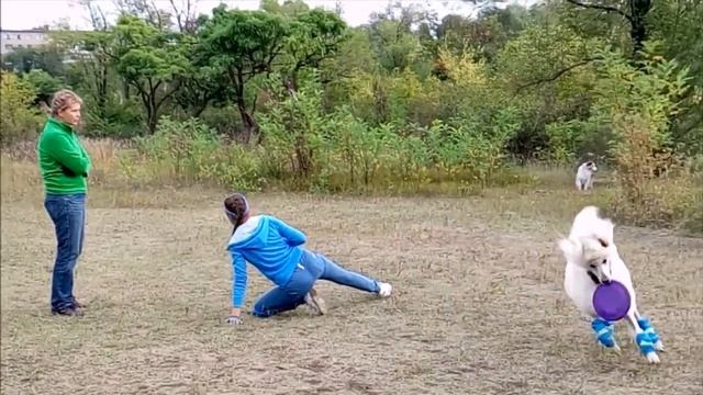 Трюки для фризби фристайла - пудель Эми.mp4