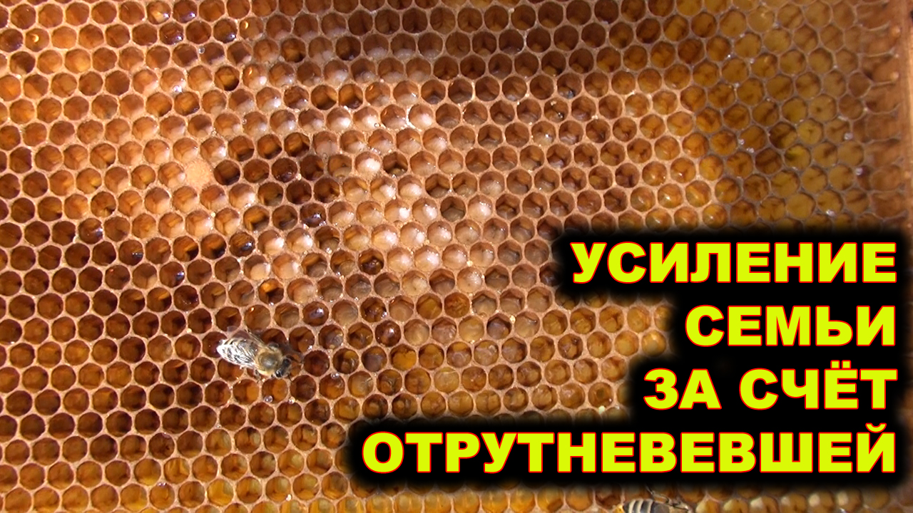 Весеннее усиление семьи за счёт отрутневевшей.