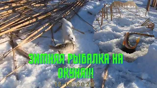 Зимняя рыбалка на Окуня (Любинская старица , интересный зверёк утащил рыбу)