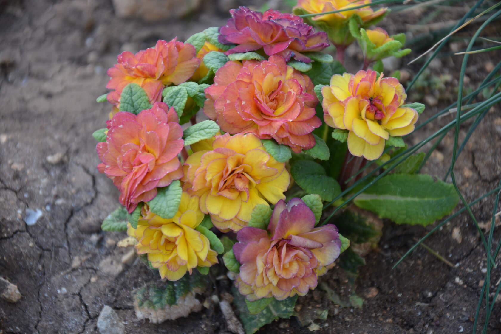 Весна в нашем саду