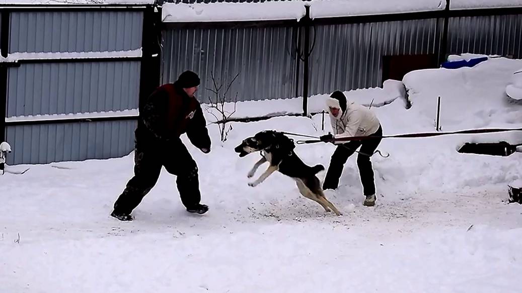 Аборигенная овчарка кусается 1ый раз!