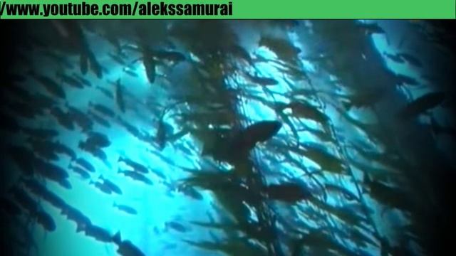 Только бизнес и ничего более....mp4