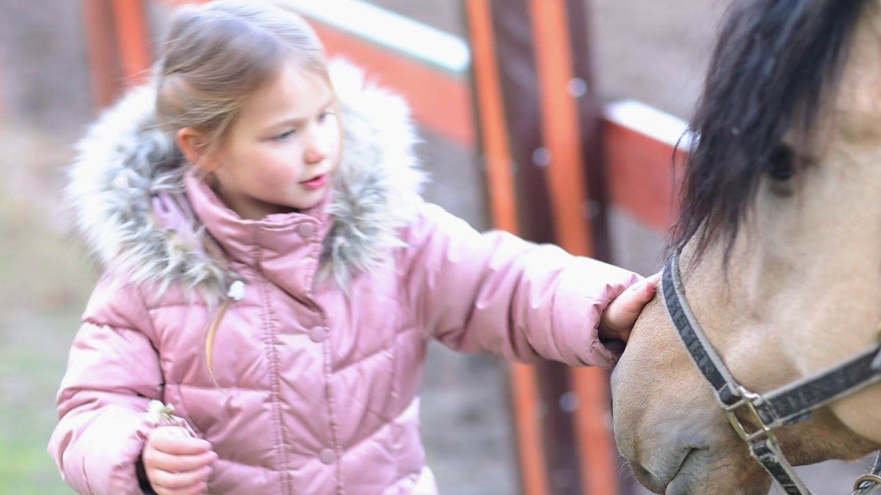 Жеребец вятской породы Лотос