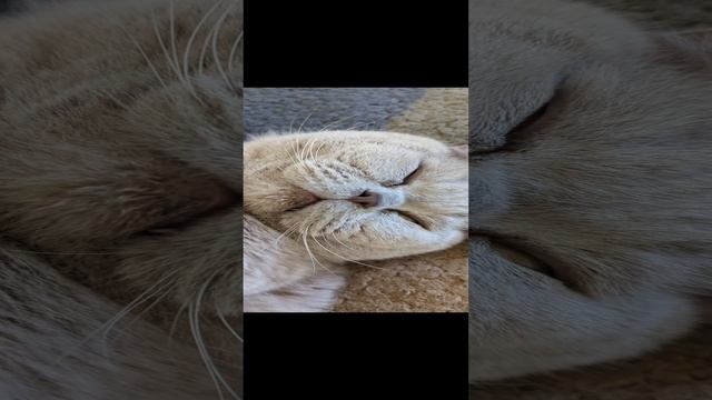 Котейка лежунькает)