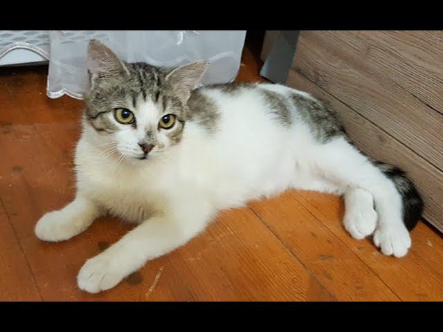Котики