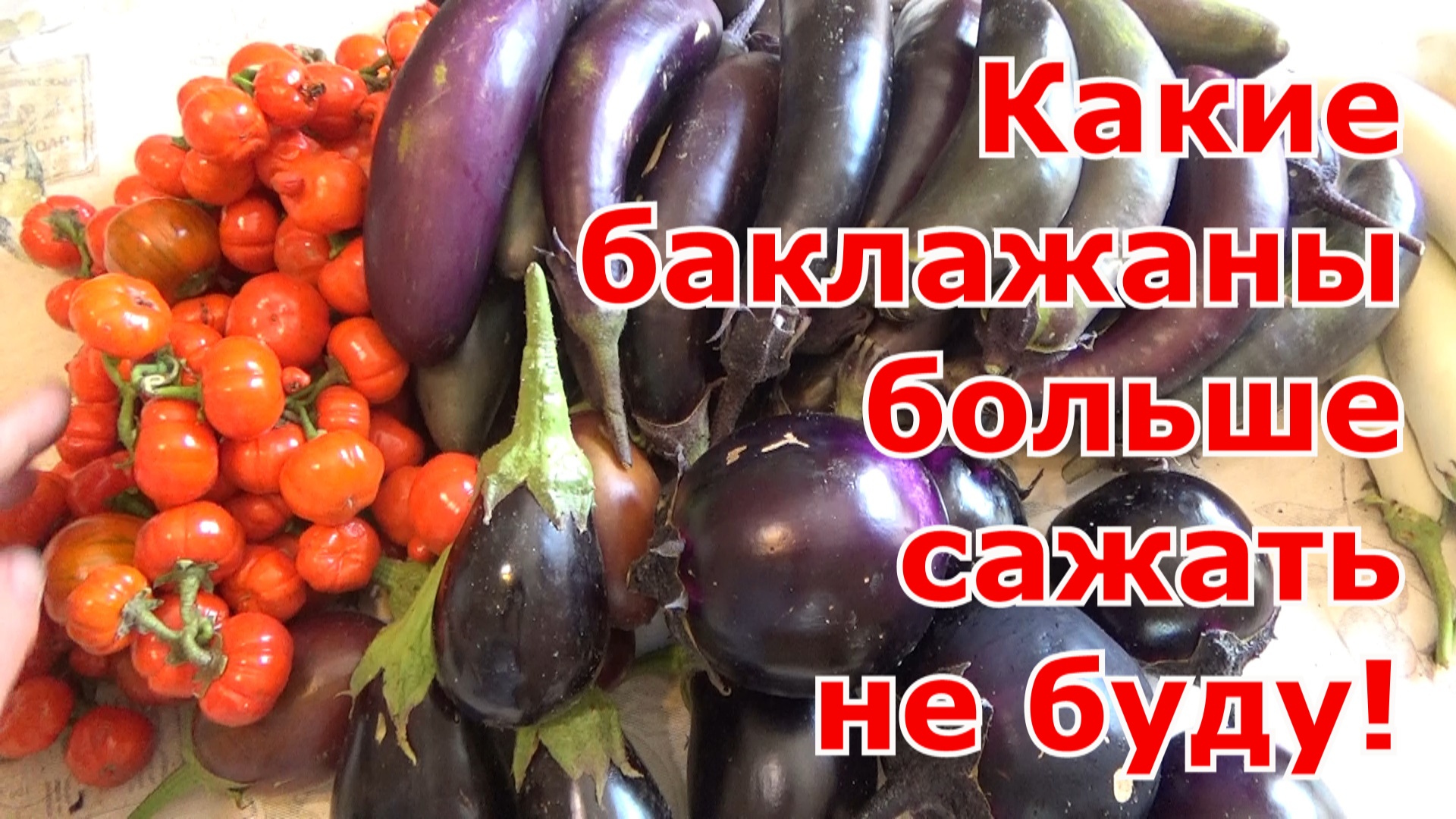 Какой сорт баклажана мне не понравился и больше не буду его сажать. Сорта и гибриды баклажанов 2021.