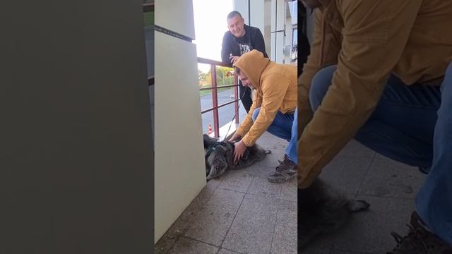 парень на улице потискал енота Витю #shorts