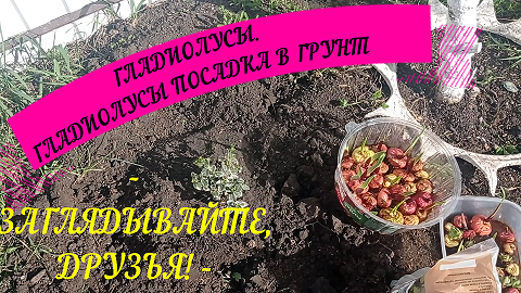 ГЛАДИОЛУСЫ.ГЛАДИОЛУСЫ ПОСАДКА В ГРУНТ#гладиолусыпосадкавгрунт#посадка#луковичные#гладиолусывгрунте#г