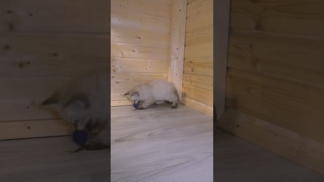 Котенок растет охотником?/Джерико 2 месяца?/ питомник "Маскарадный вальс"