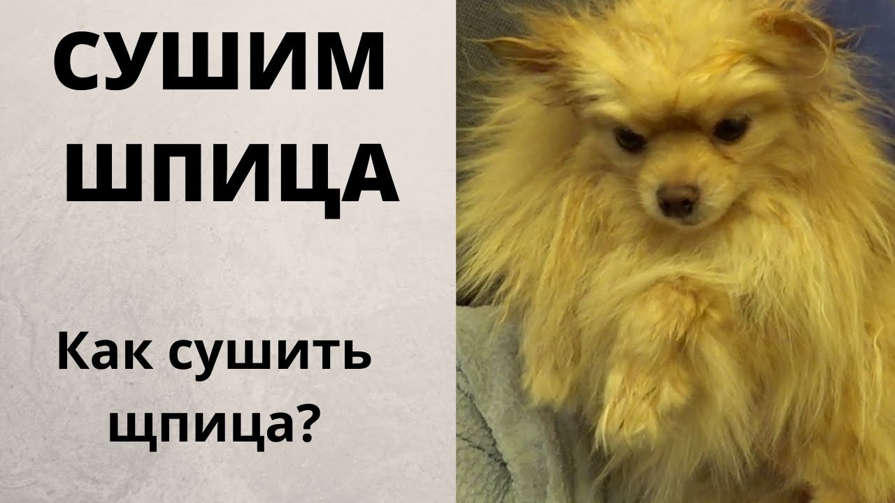 Как сушить шпица? Влог заводчика собак.