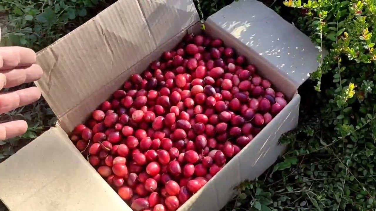 Клюква в Ростовской области.