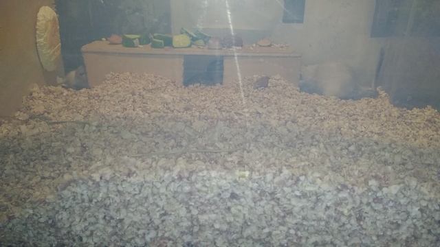 Снежана и детки