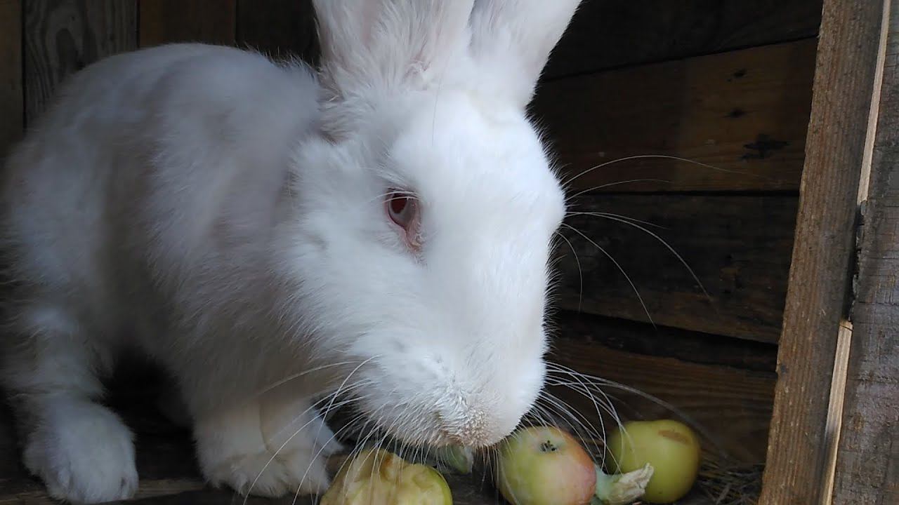 Рагу ест яблоко