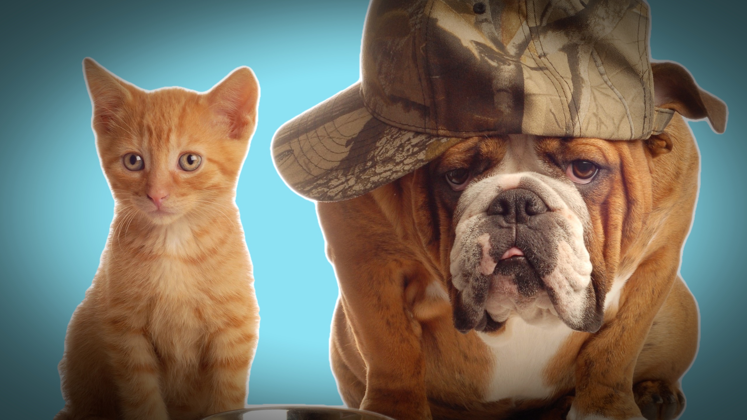 ?СМЕШНЫЕ КОТИКИ СОБАЧКИ И ДРУГИЕ ЖИВОТНЫЕ?ЗАБАВНЫЕ ПУШИСТИКИ?