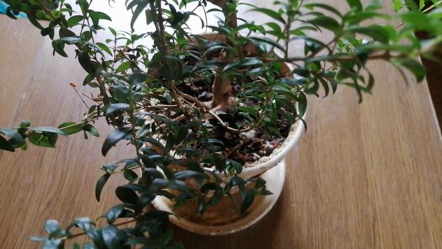 Комнатный мирт