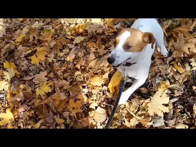 Питер. Веселье в шуршащей листве.