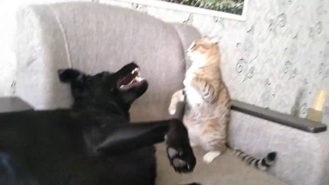 Лабрадор Акира и Кот Масиус. Игрули.