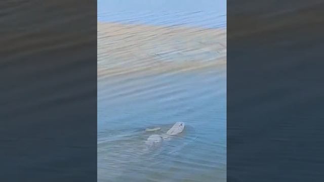 Зайке море по колено, храбрый зайчик