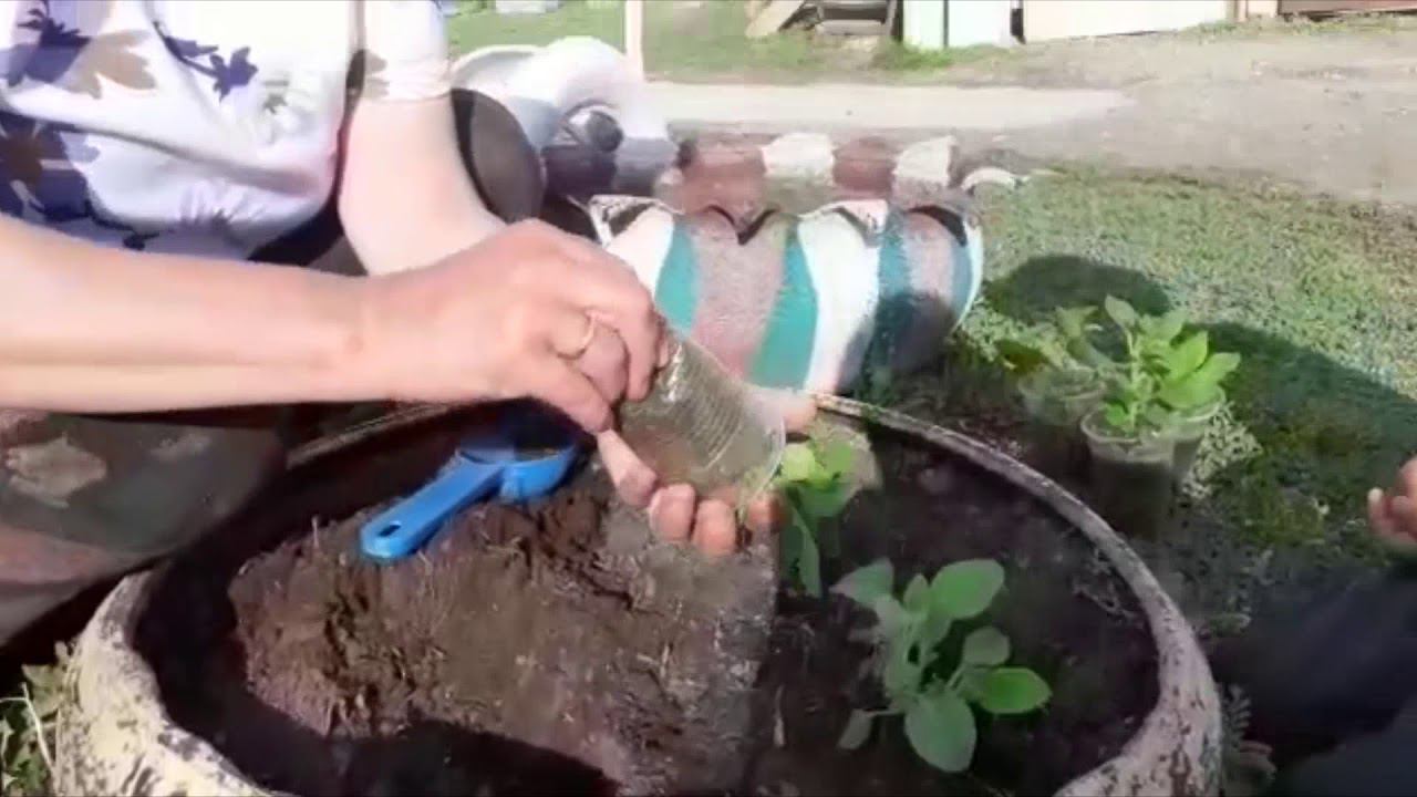 Конкурсная работа Семьи  Давлеткуловых