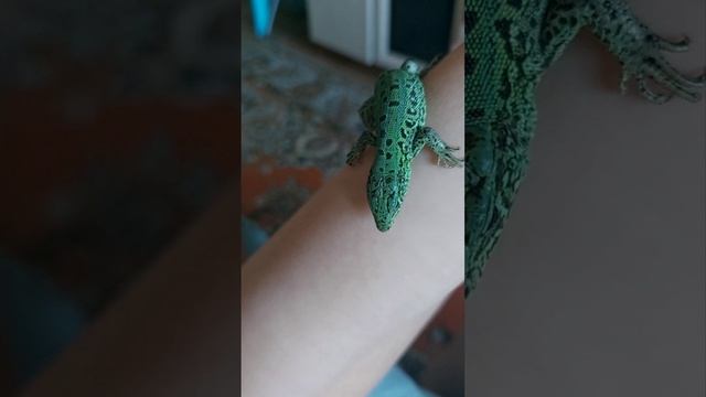 ящерица зеленая ручная