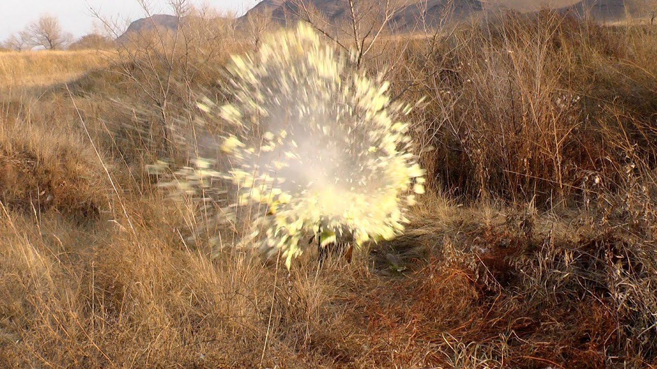 Выстрел в капусту