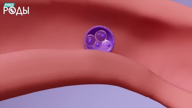 Оплодотворение — 3D анимация