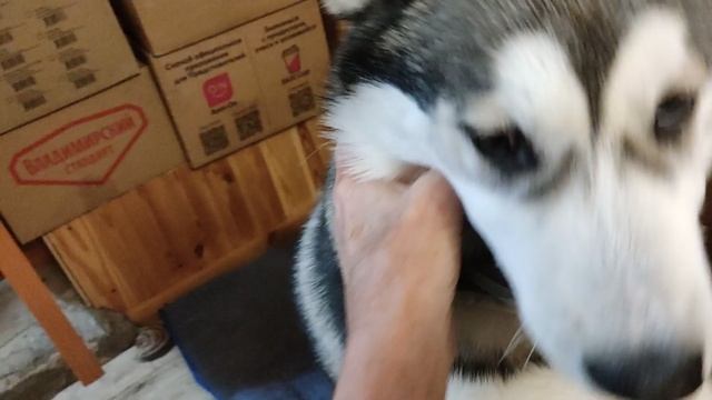 Движуха Хаа!.mp4