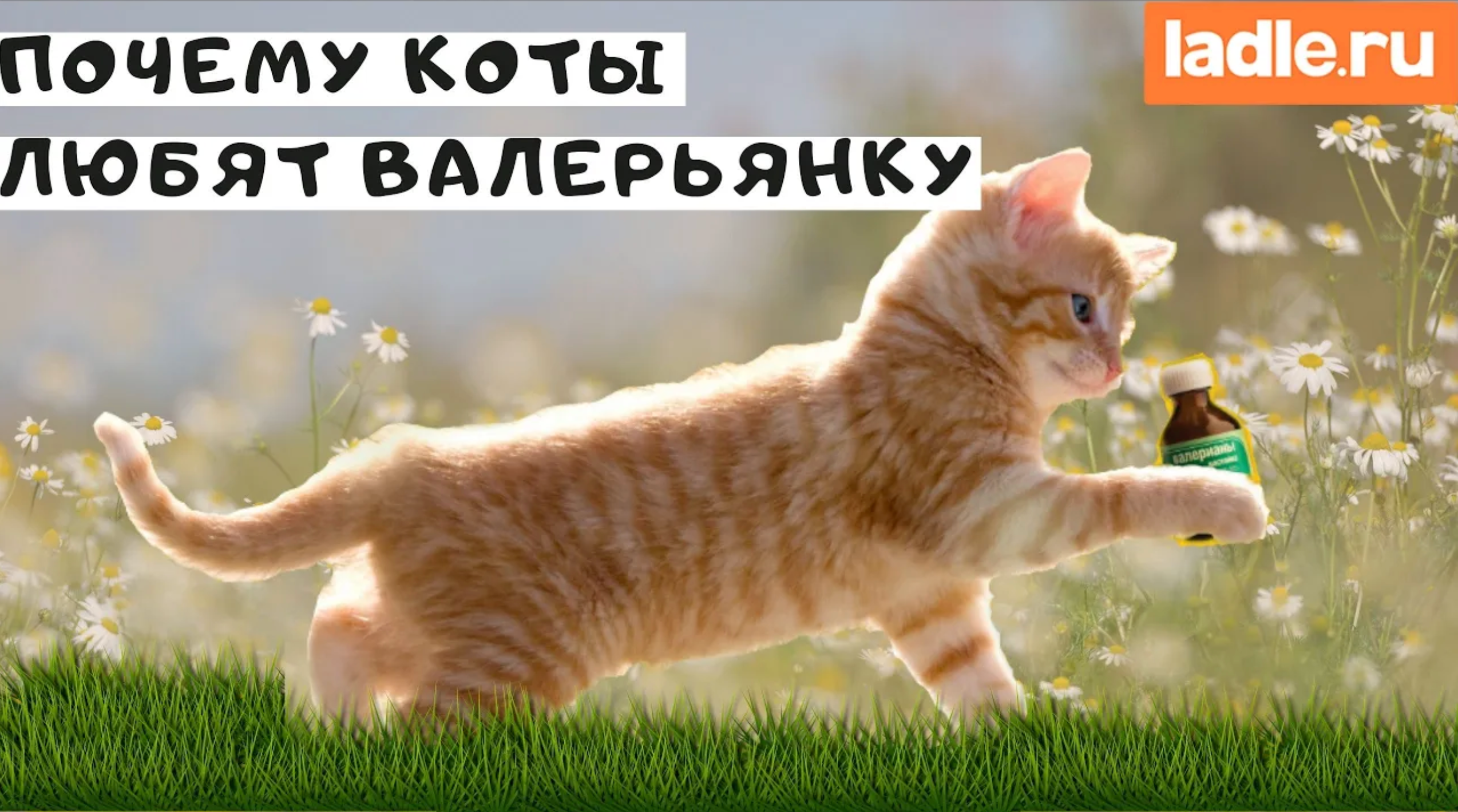 Сумасшедший кот Крейзи. Слушай объяснение химика. Биология | Лэйдл – Ladle