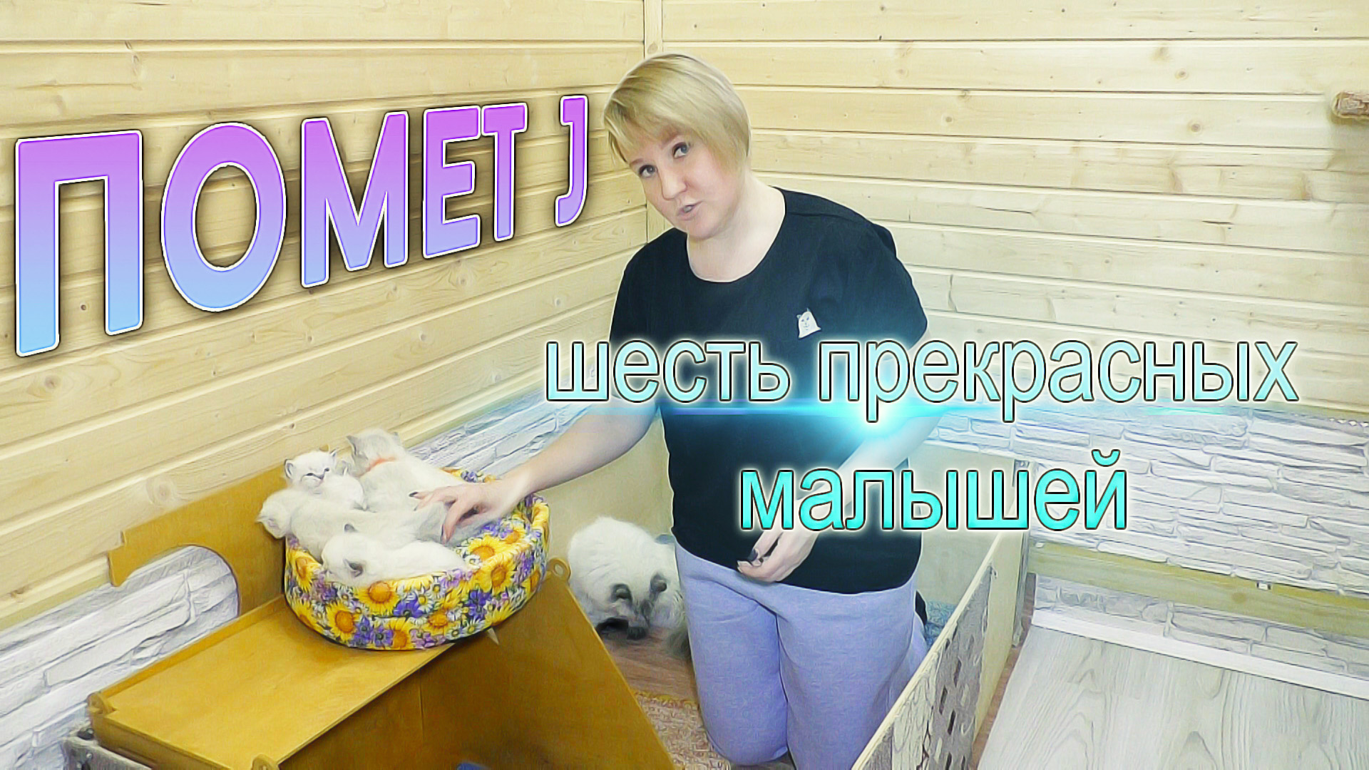 Сибирские Невские Маскарадные Кошки❤ - Помет J / Шесть прекрасных малышей / Окрасы котят