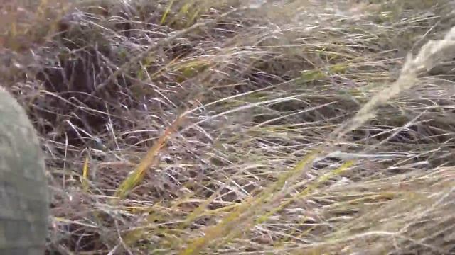 Четыре из четырёх.ФАЗАН и КУРОПАТКА. Hunting for game birds -2016. Охота 2.mp4