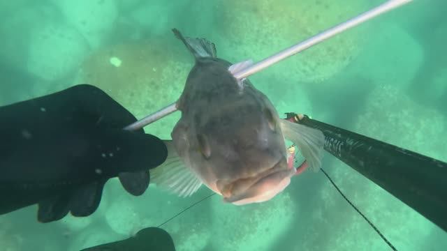 Крупный терпуг