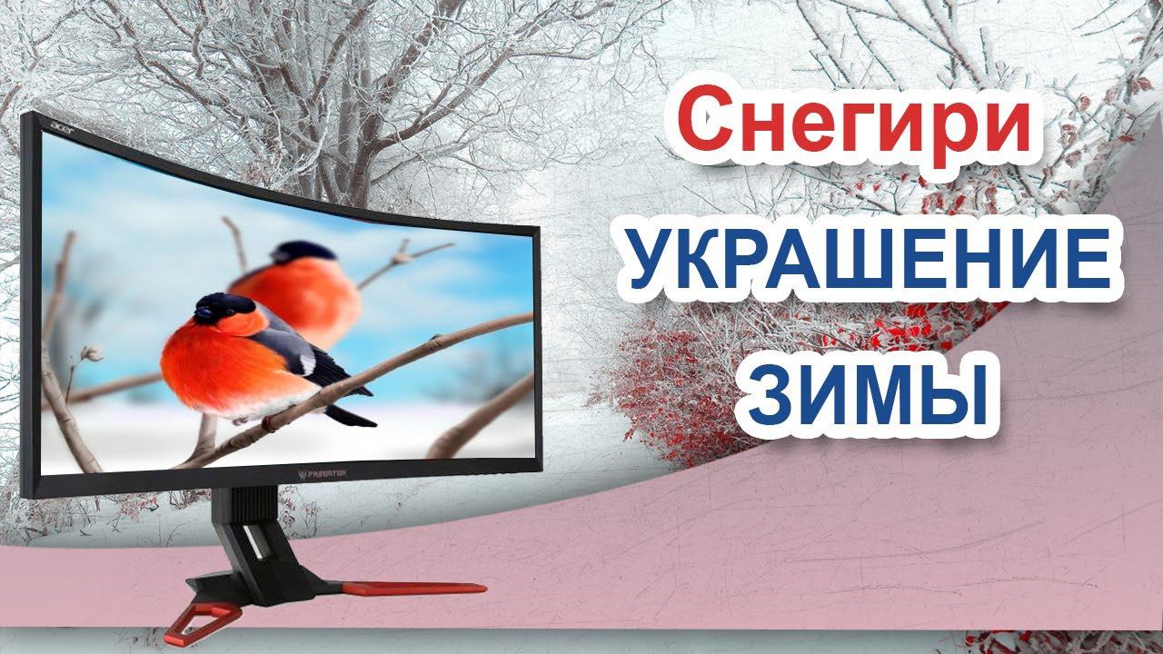 Снегири   украшение зимы. Птица - чудо зимы