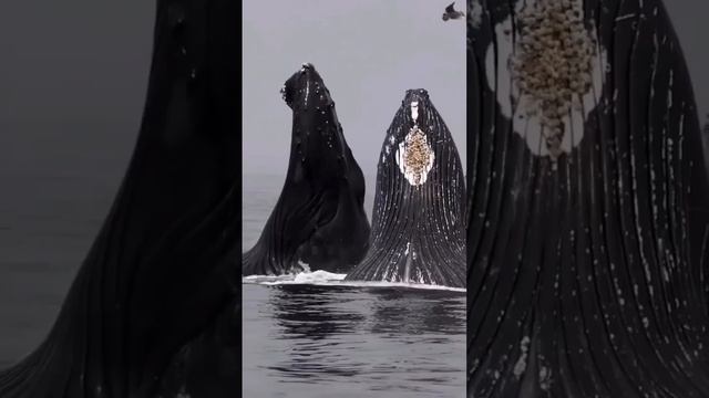 VID_20221223_184856_872.mp4