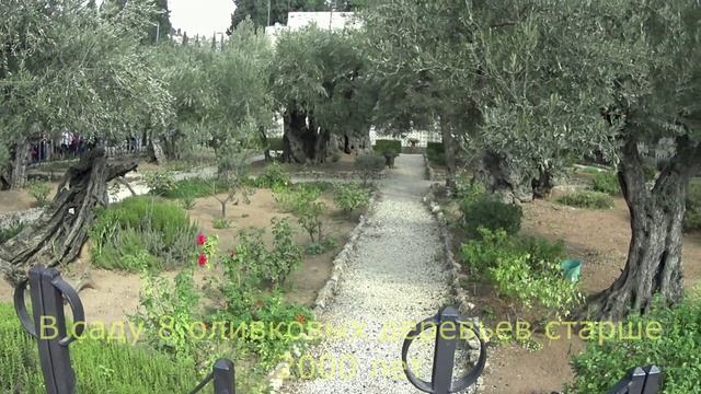 Гефсиманский сад.mp4