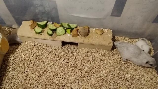 Снежана и детишки впервые увидели кукурузный наполнитель.